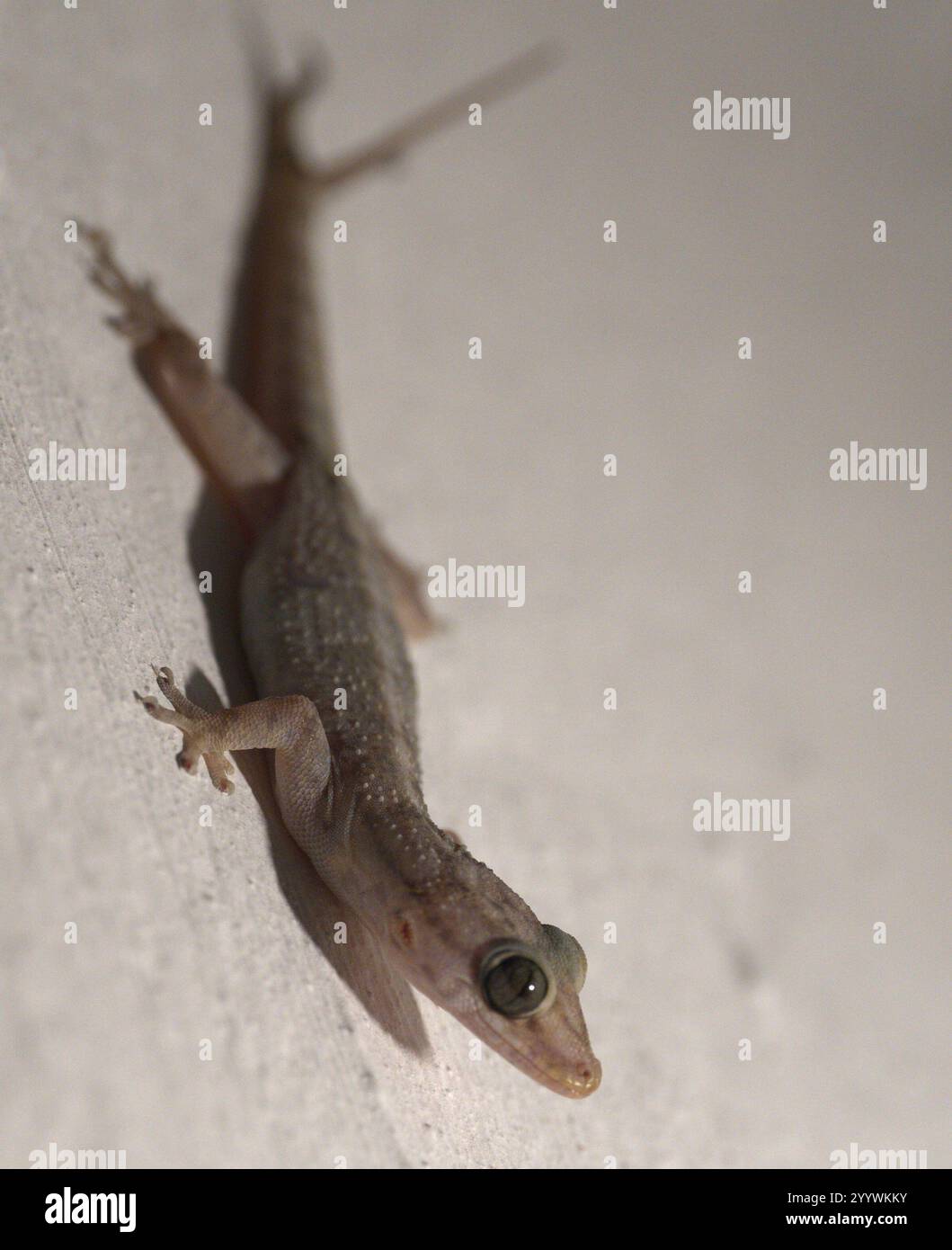 Brazilian Gecko (Phyllopezus pollicaris Stock Photo - Alamy