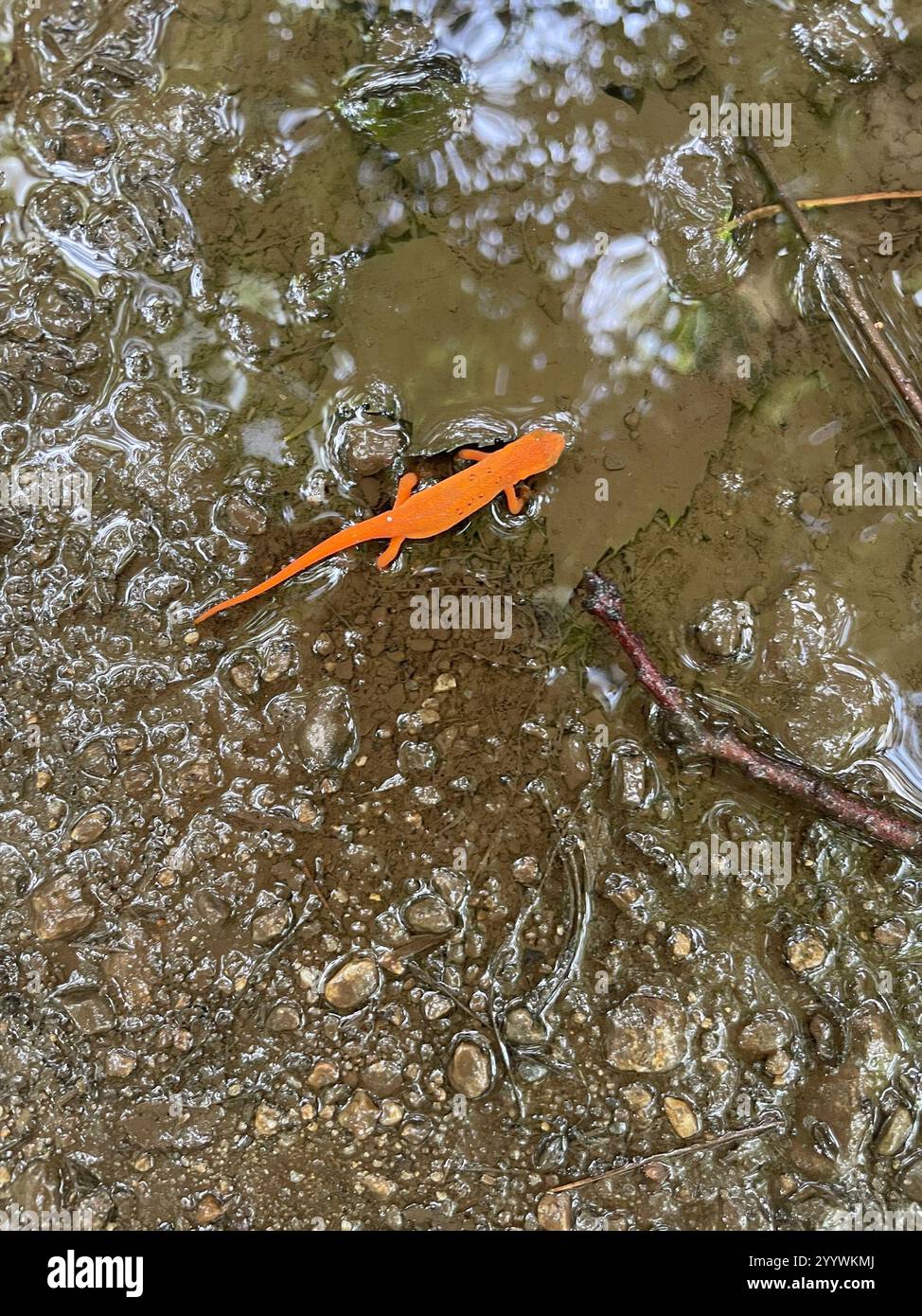 Eastern Newt (Notophthalmus viridescens Stock Photo - Alamy
