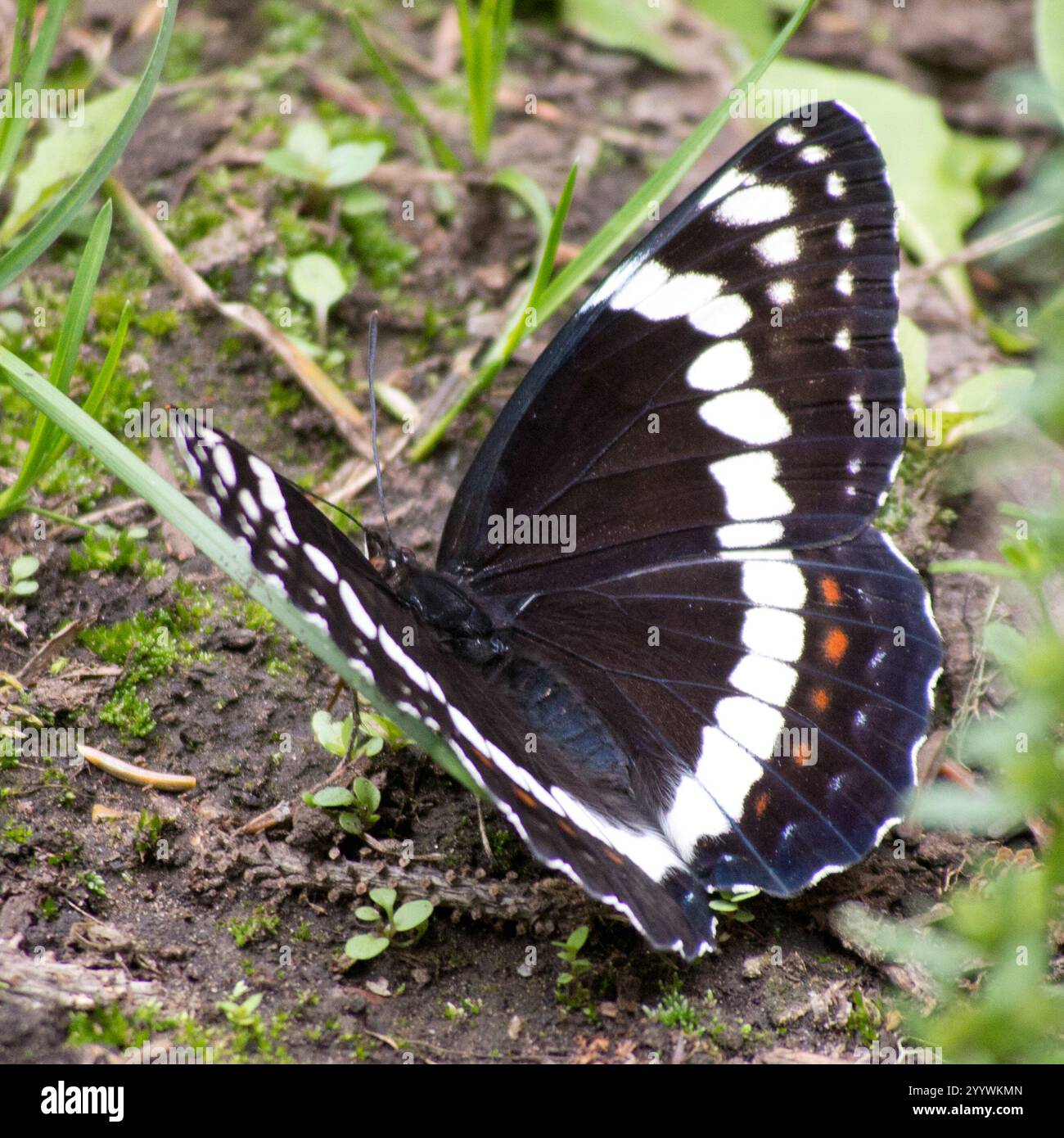 Weidemeyers admiral hi-res stock photography and images - Alamy