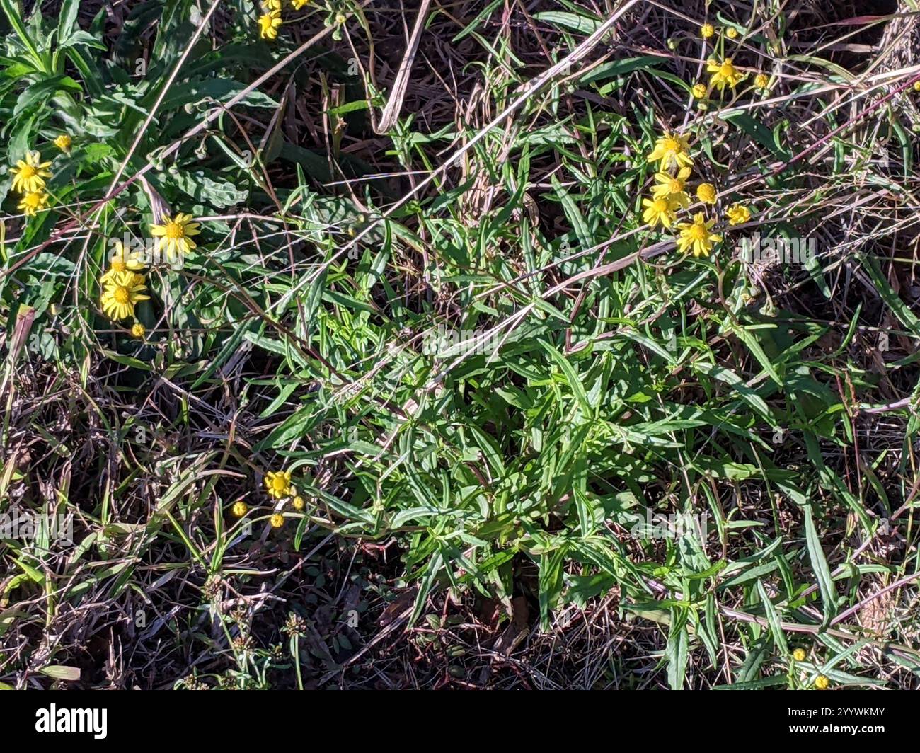 Madagascar Ragwort (Senecio madagascariensis Stock Photo - Alamy