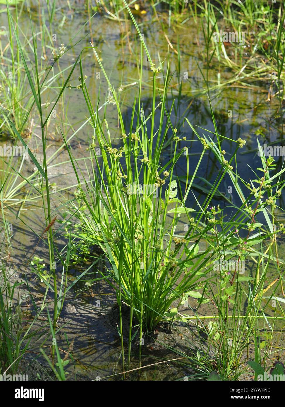 Variable Flatsedge (Cyperus difformis Stock Photo - Alamy