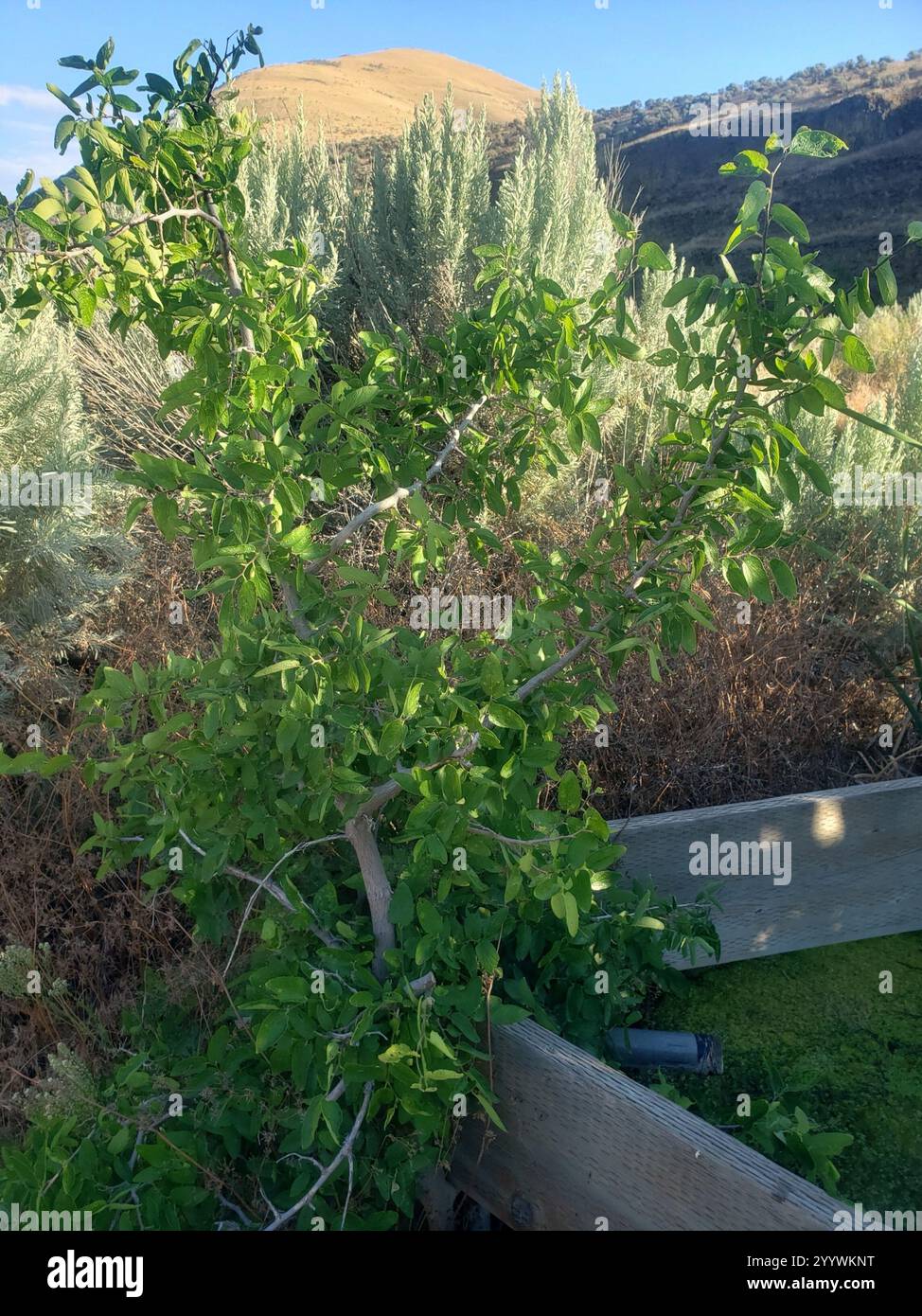 netleaf hackberry (Celtis reticulata Stock Photo - Alamy