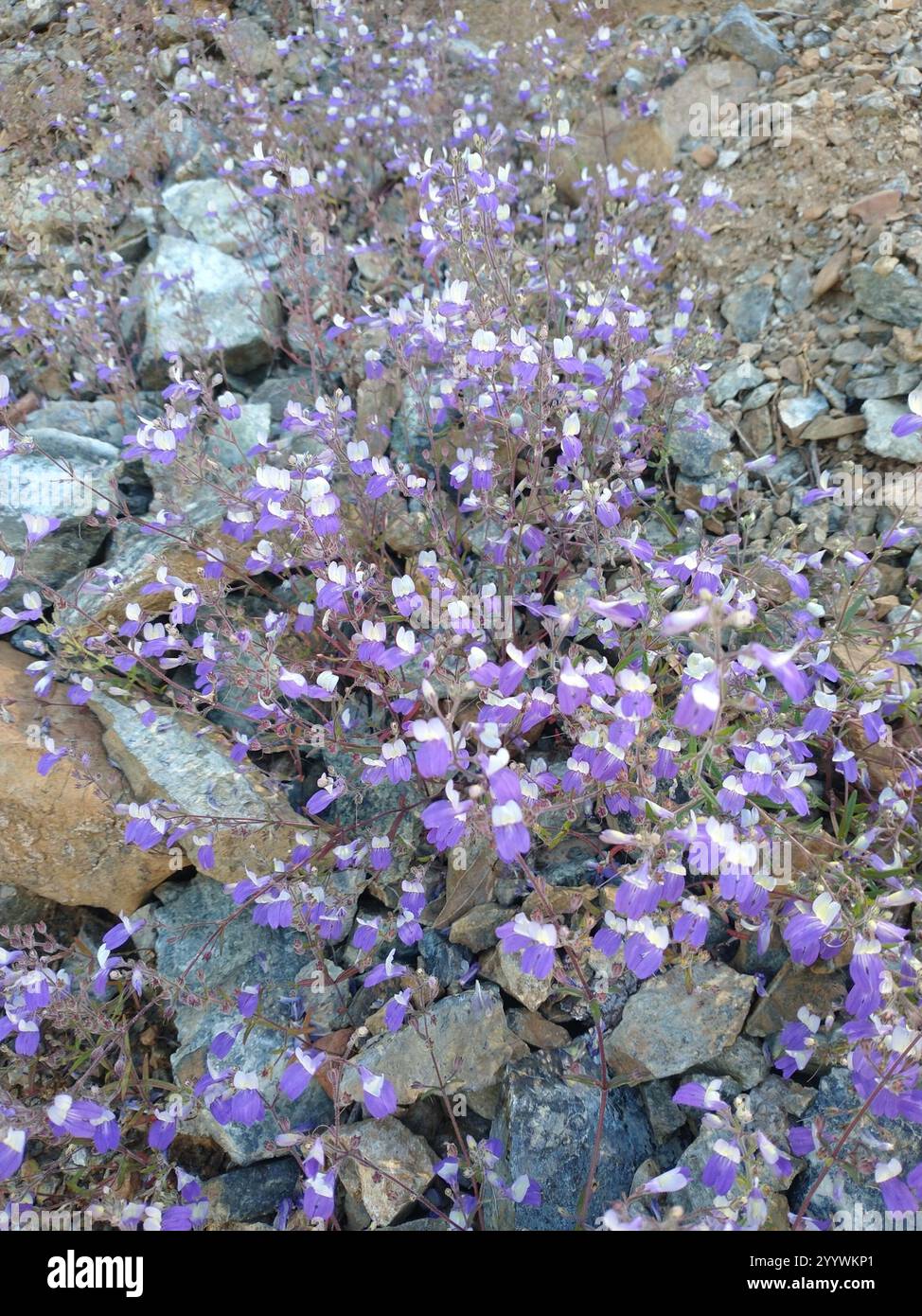narrowleaf blue-eyed Mary (Collinsia linearis Stock Photo - Alamy