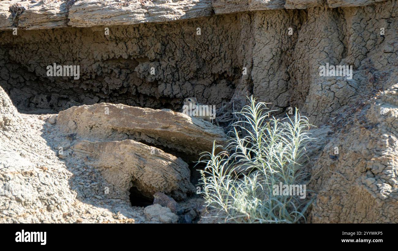 Richardson's Ground Squirrel (Urocitellus richardsonii Stock Photo - Alamy
