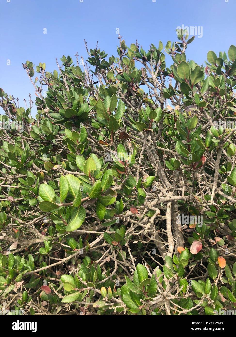 lemonade berry (Rhus integrifolia Stock Photo - Alamy