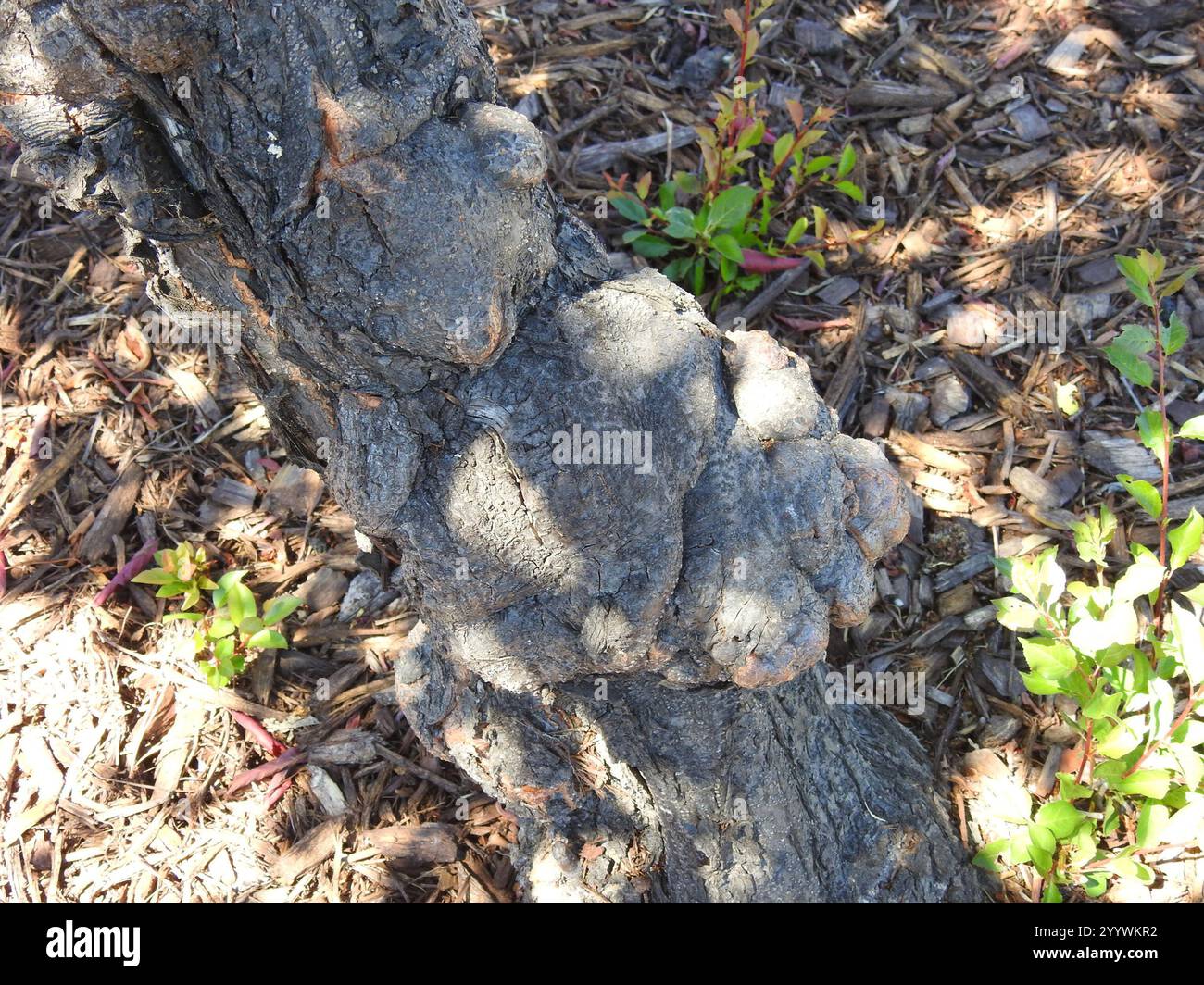 bacterial crown gall (Agrobacterium radiobacter Stock Photo - Alamy