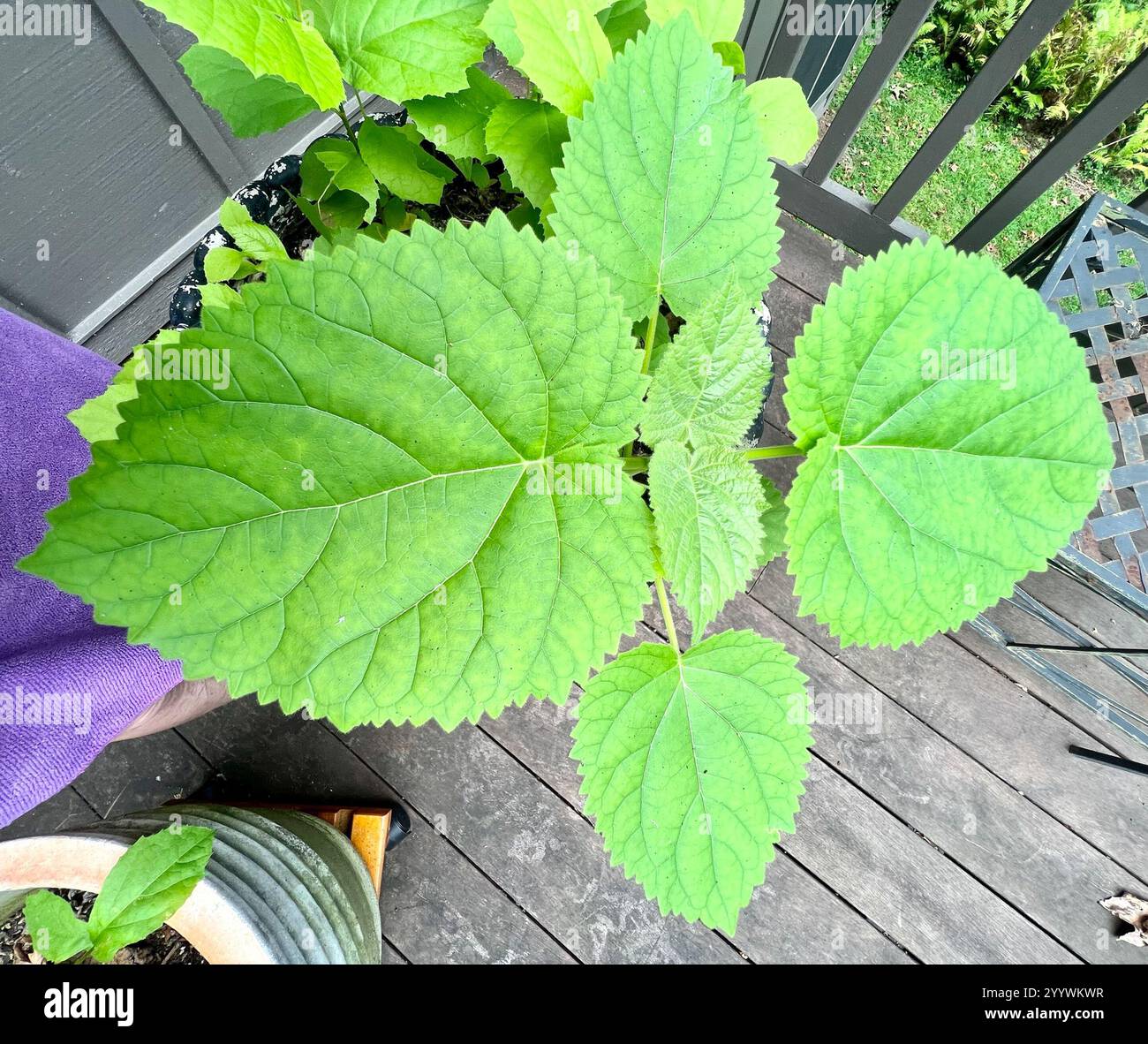 princess tree (Paulownia tomentosa Stock Photo - Alamy