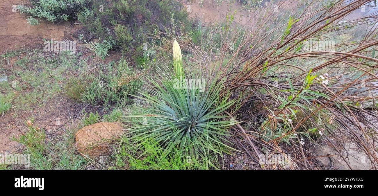 chaparral yucca (Hesperoyucca whipplei Stock Photo - Alamy