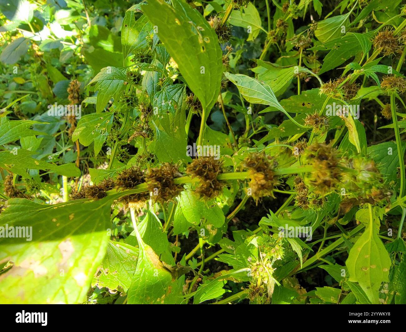 nettle family (Urticaceae Stock Photo - Alamy