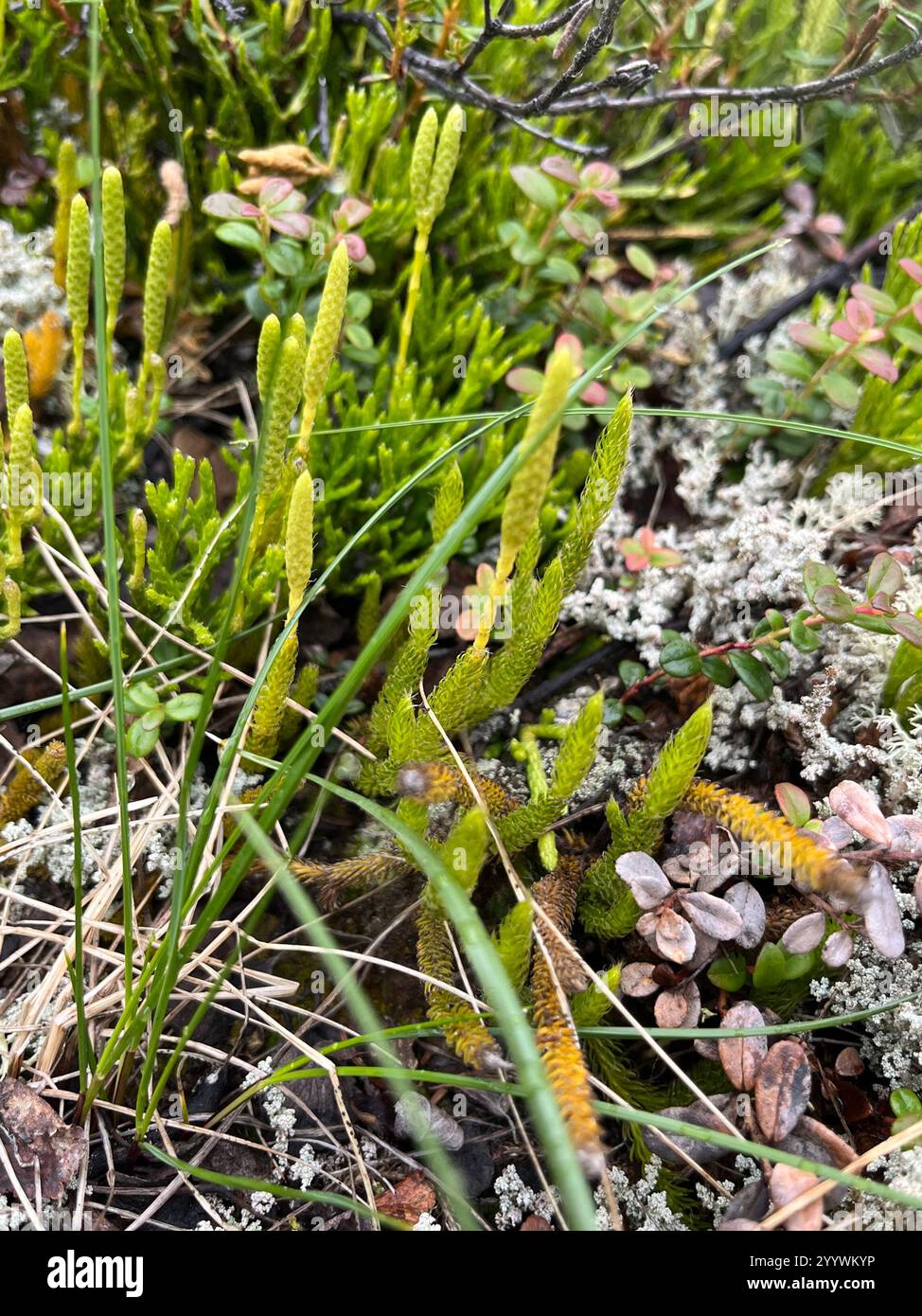 arctic stag's-horn clubmoss (Lycopodium lagopus Stock Photo - Alamy