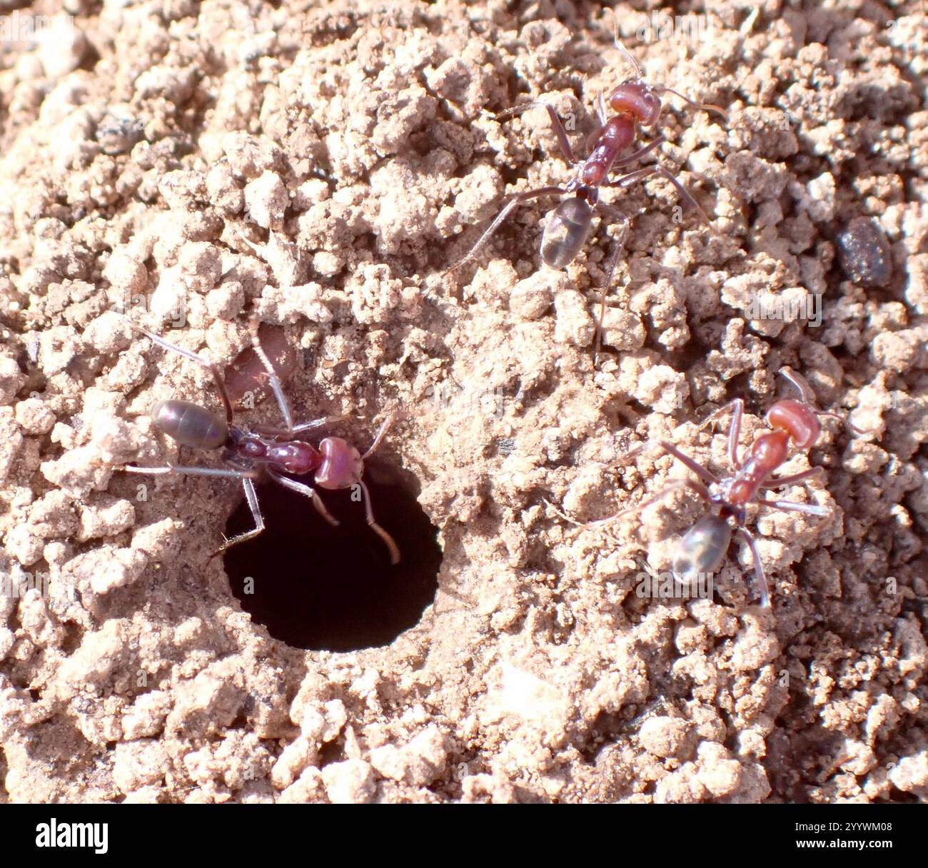 Southern Meat Ant (Iridomyrmex purpureus Stock Photo - Alamy