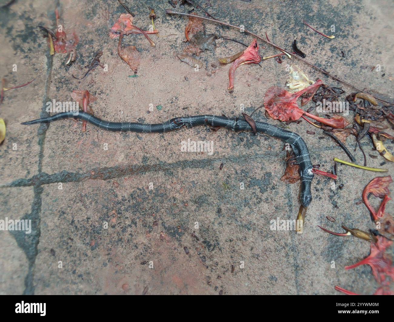 Angolan Garter Snake (Elapsoidea semiannulata Stock Photo - Alamy