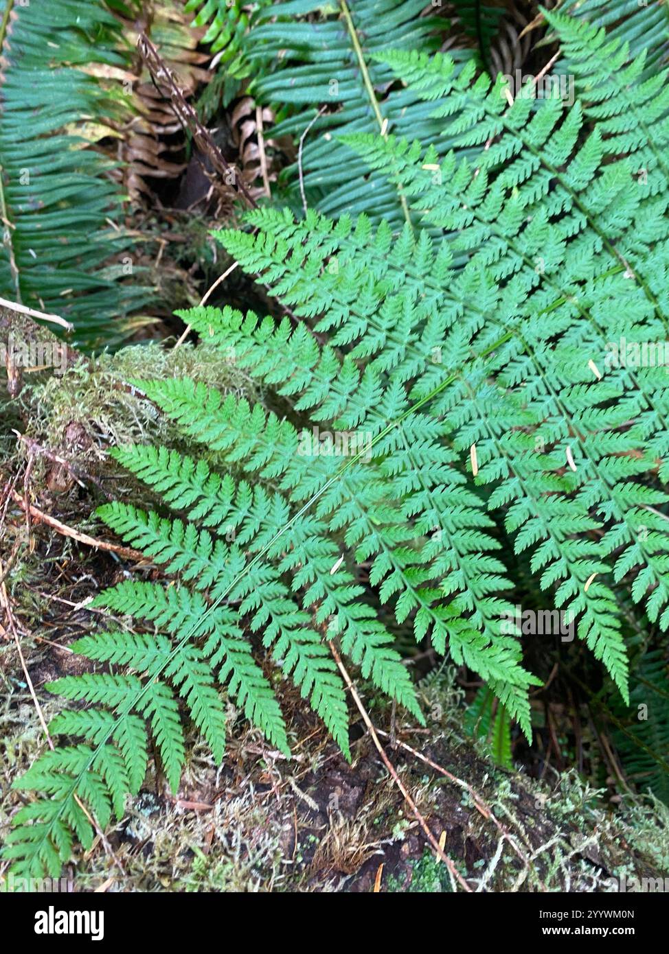 spreading wood fern (Dryopteris expansa Stock Photo - Alamy