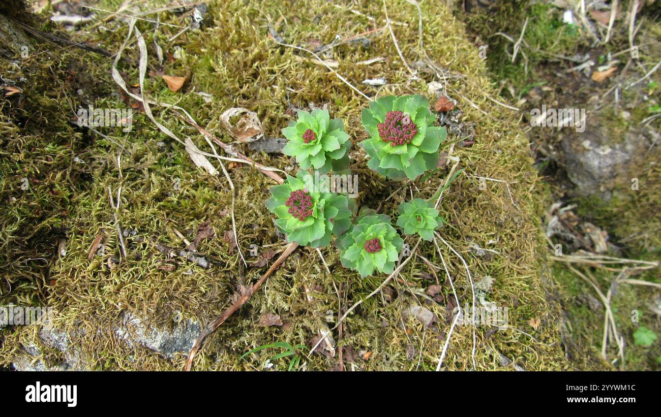 western roseroot (Rhodiola integrifolia Stock Photo - Alamy
