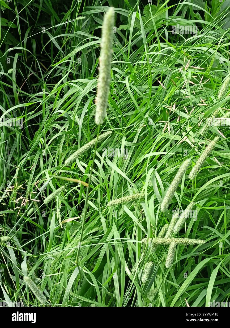 Timothy grass (Phleum pratense Stock Photo - Alamy