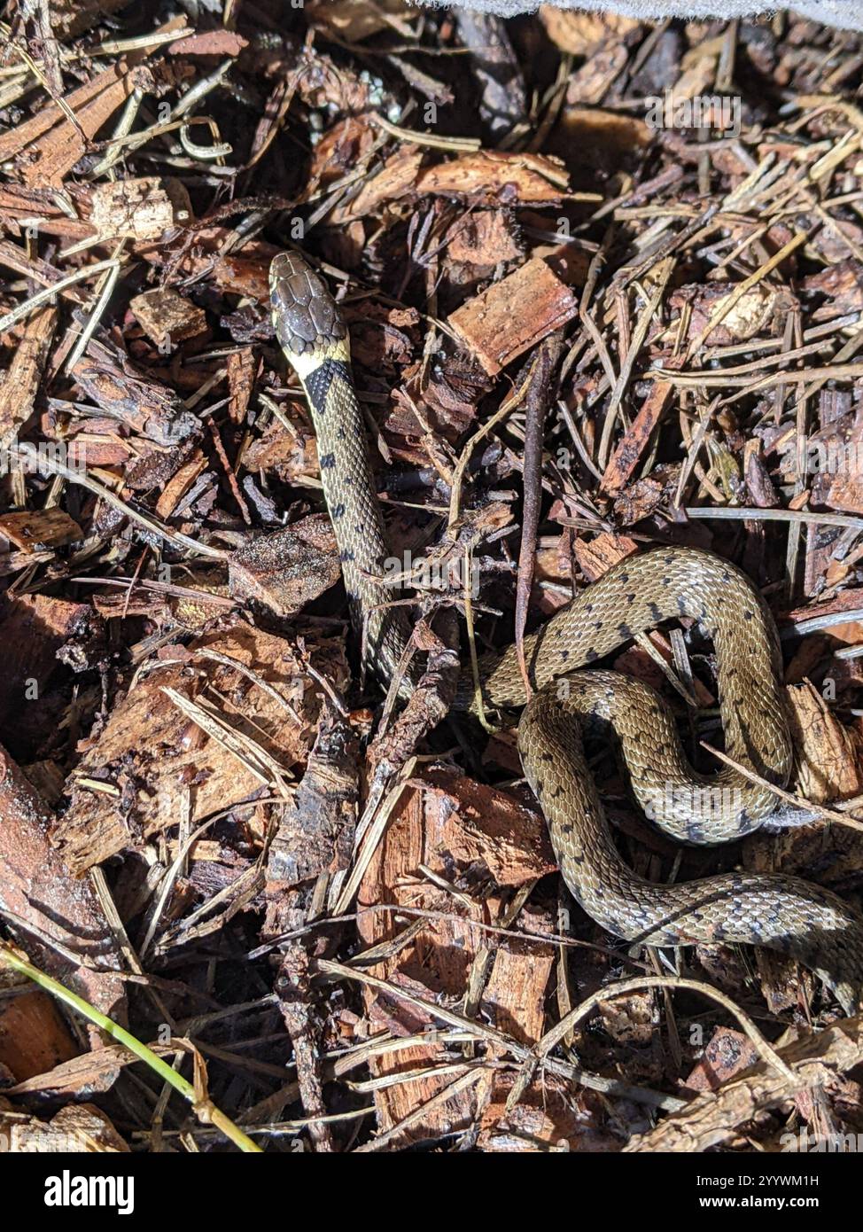 barred grass snake (Natrix helvetica Stock Photo - Alamy