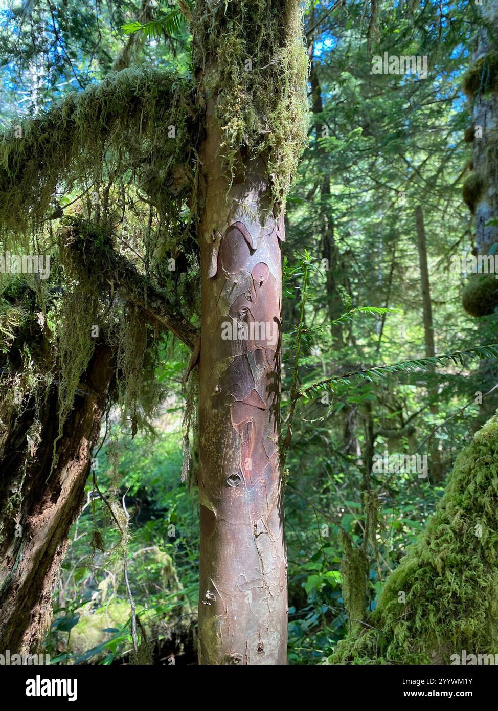 Pacific yew (Taxus brevifolia Stock Photo - Alamy