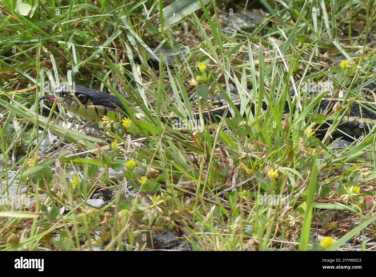 Puget Sound Garter Snake (Thamnophis sirtalis pickeringii Stock Photo ...