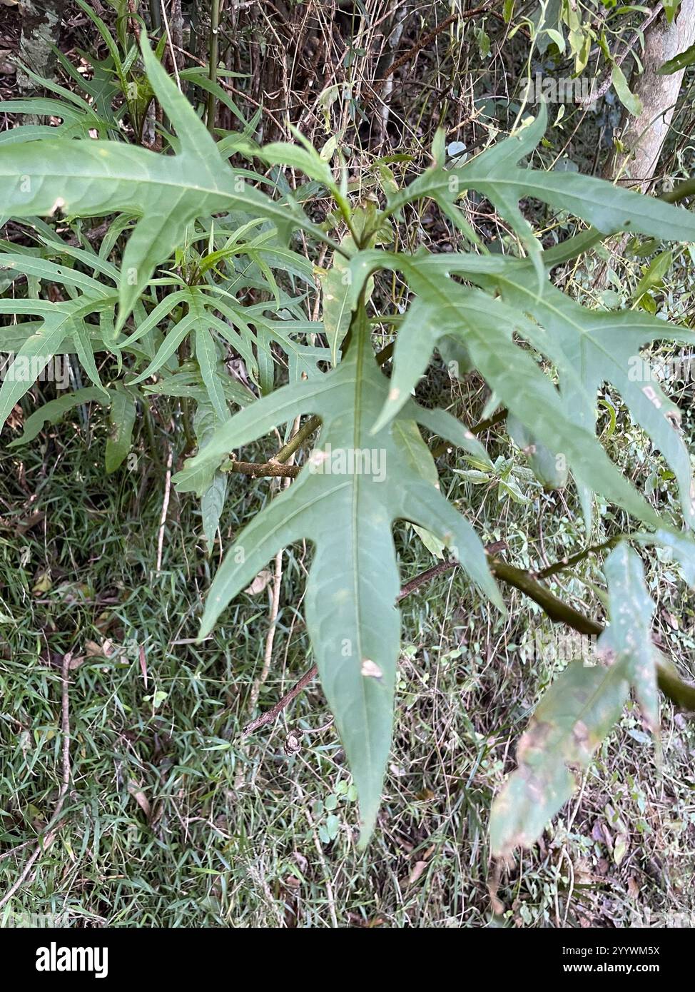 Archaesolanum hi-res stock photography and images - Alamy