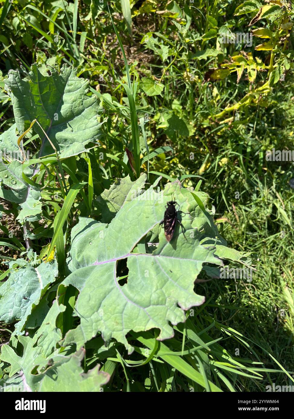 Clubbed Mydas Fly (Mydas clavatus Stock Photo - Alamy