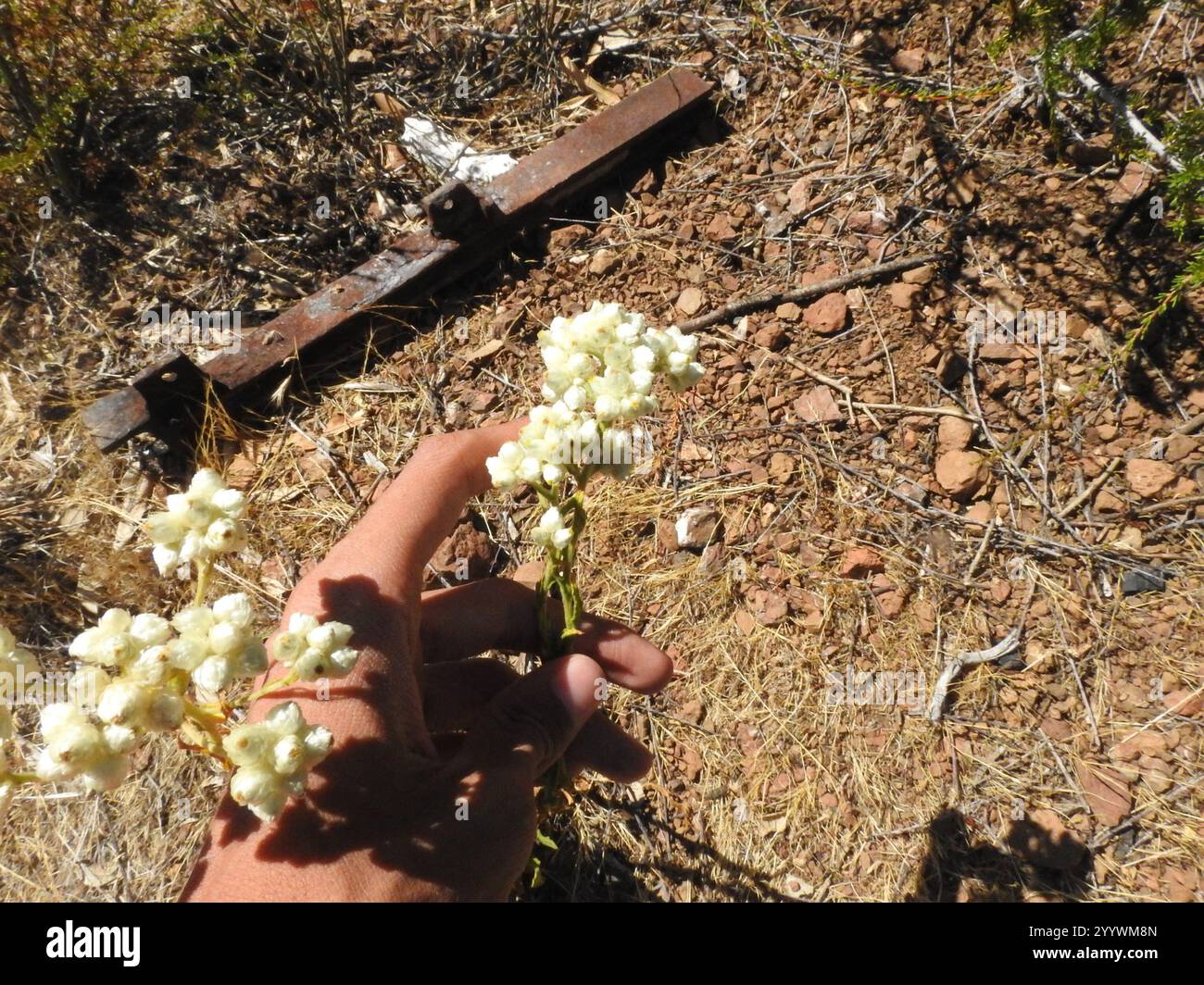 California cudweed (Pseudognaphalium californicum Stock Photo - Alamy