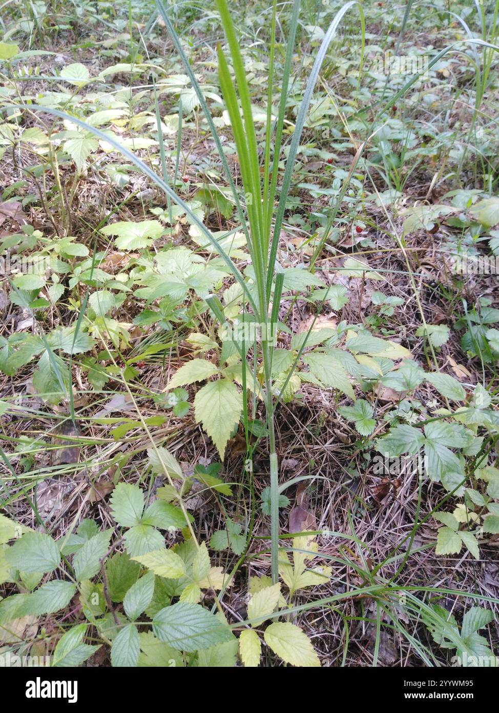 hairy sedge (Carex hirta Stock Photo - Alamy
