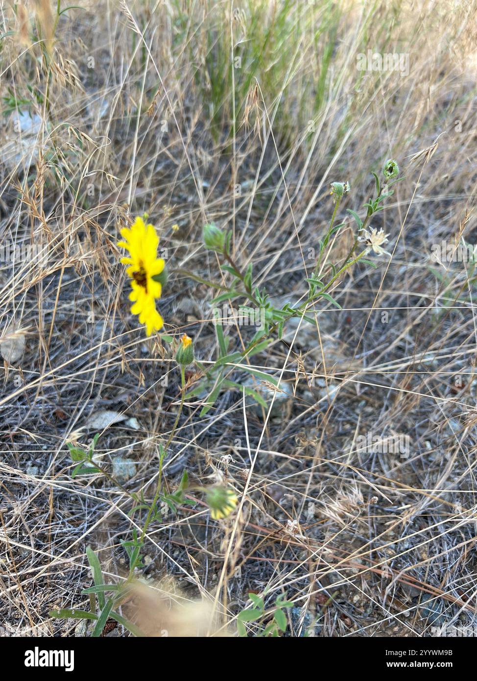 Common Madia (Madia elegans Stock Photo - Alamy