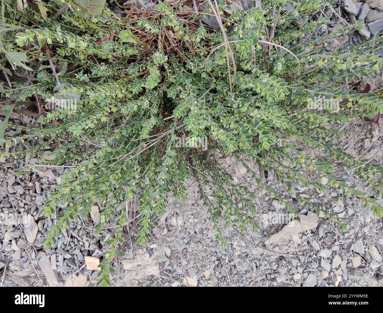 Andrachne telephioides hi-res stock photography and images - Alamy