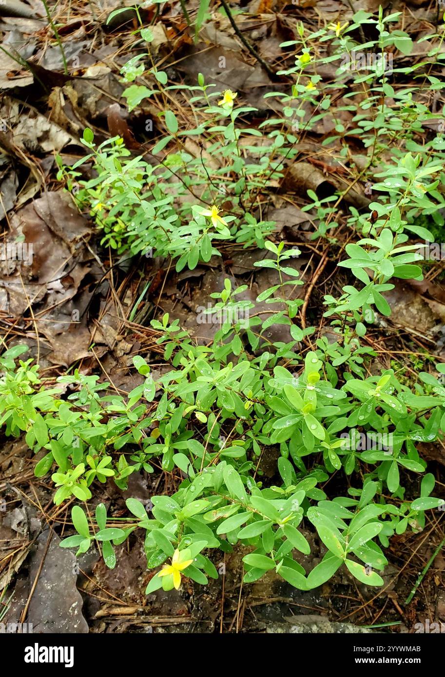 low St. John's wort (Hypericum stragulum Stock Photo - Alamy
