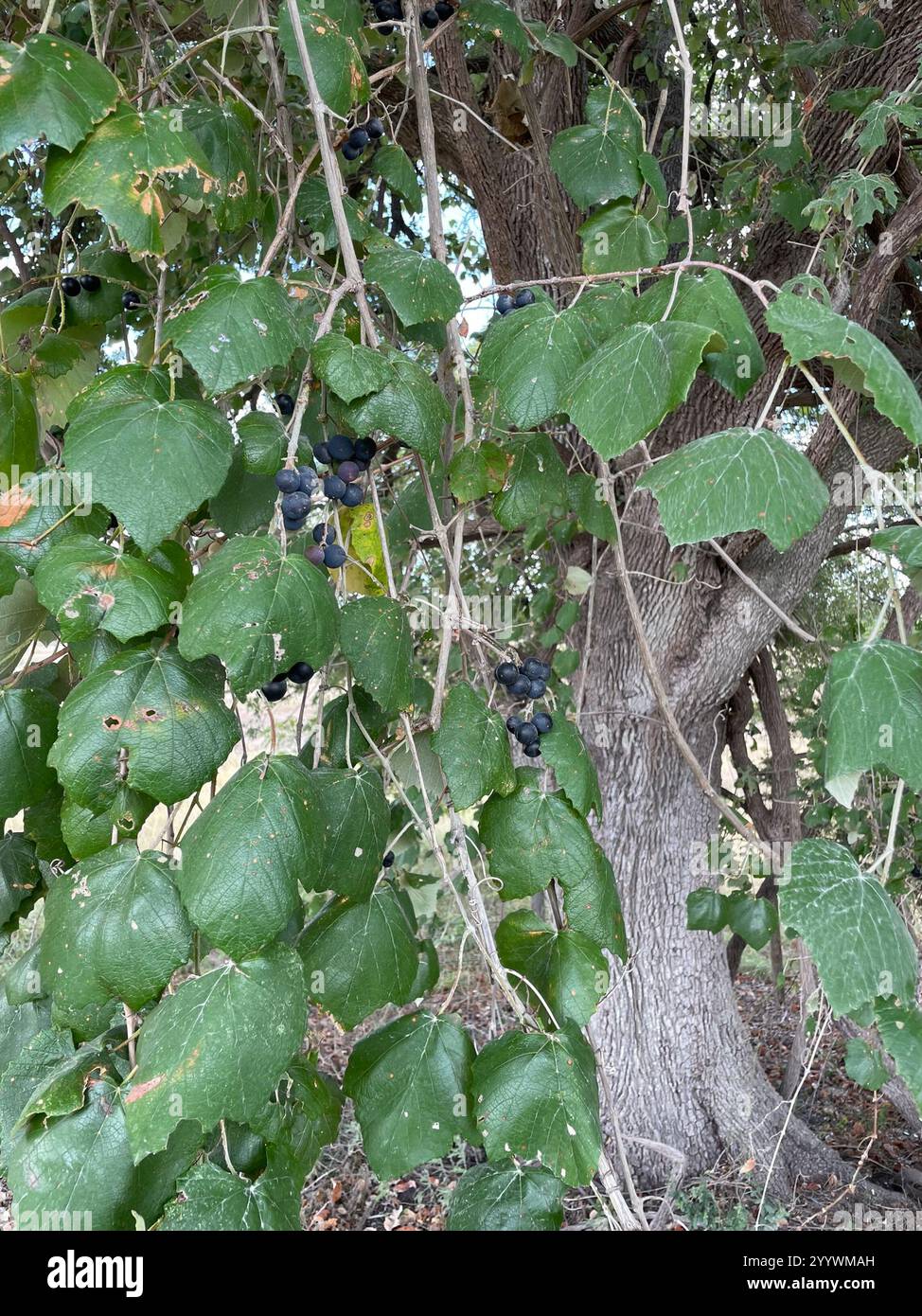 Vitis mustangensis hi-res stock photography and images - Alamy