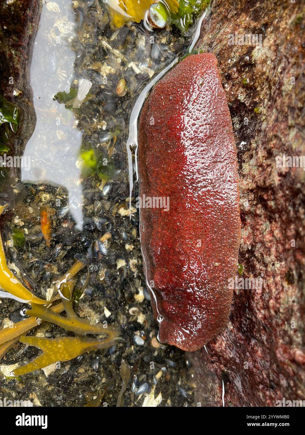 Gumboot Chiton (Cryptochiton stelleri Stock Photo - Alamy