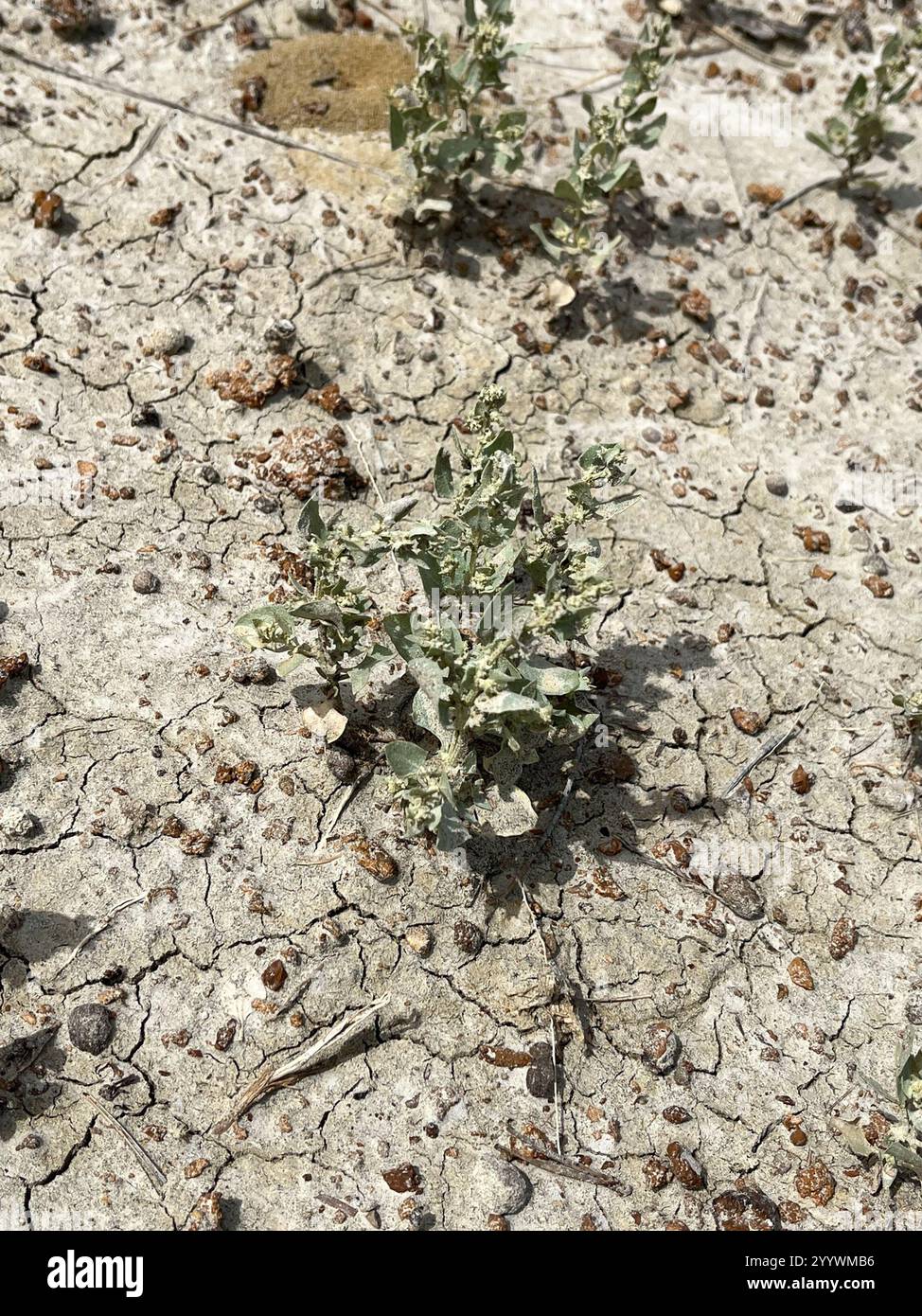 silverscale (Atriplex argentea Stock Photo - Alamy