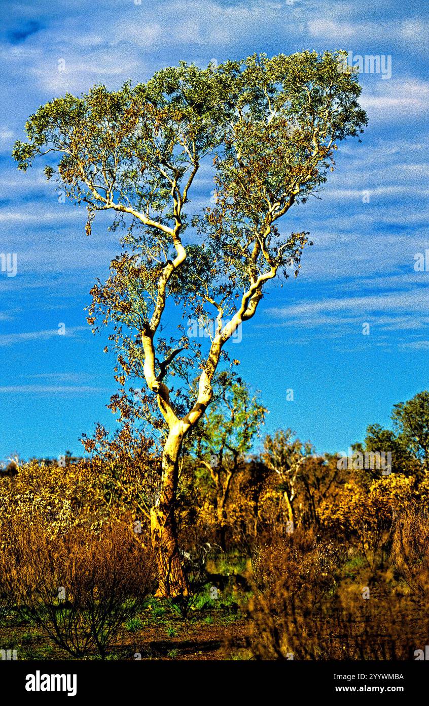 Eucalyptus Gum Tree, Karijini National Park, Pilbara, Northwest ...