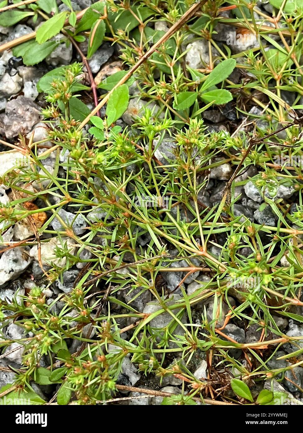 Rust Weed (Polypremum procumbens Stock Photo - Alamy