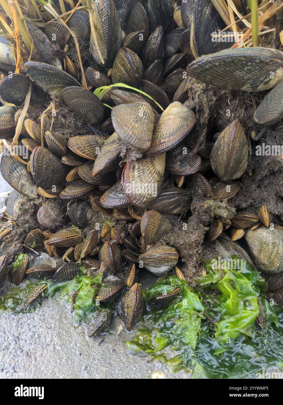 Atlantic Ribbed Mussel (Geukensia demissa Stock Photo - Alamy