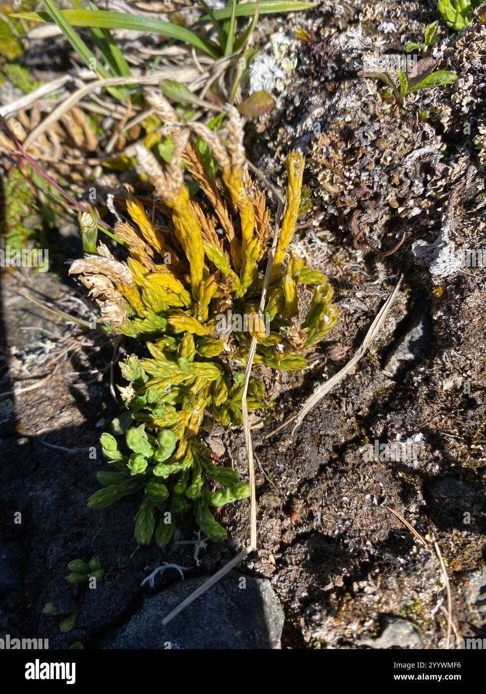 alpine clubmoss (Diphasiastrum alpinum Stock Photo - Alamy