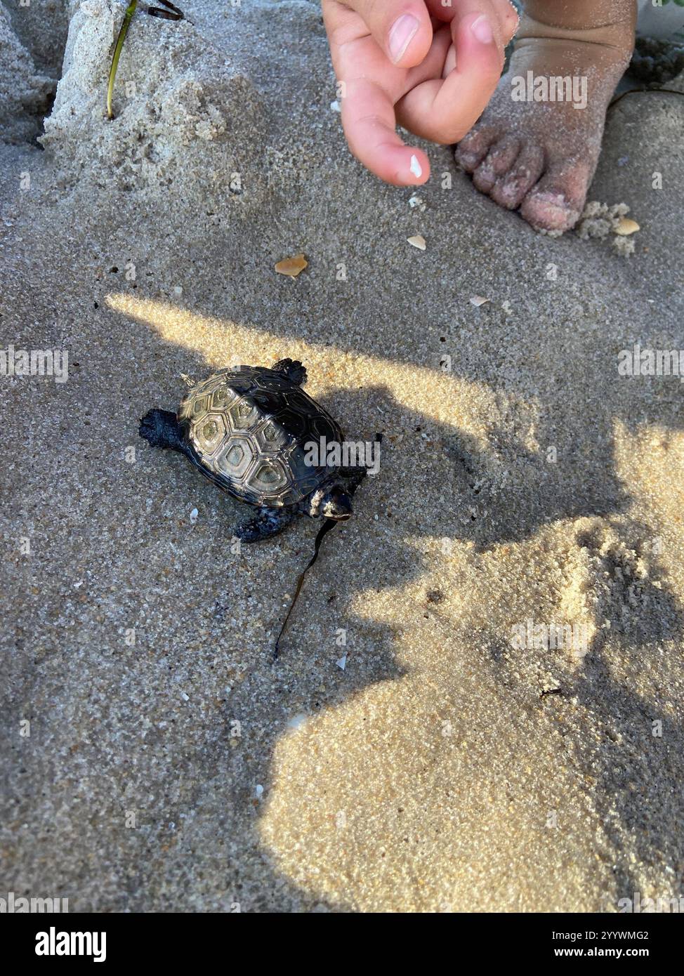 Northern Diamondback Terrapin (Malaclemys terrapin terrapin Stock Photo ...