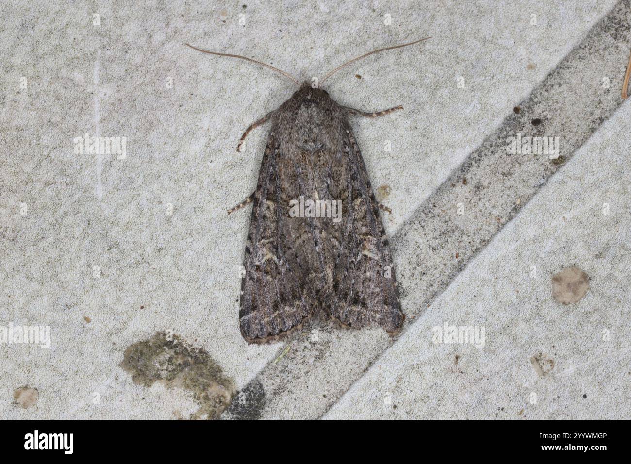 Glassy Cutworm Moth (Apamea devastator Stock Photo - Alamy