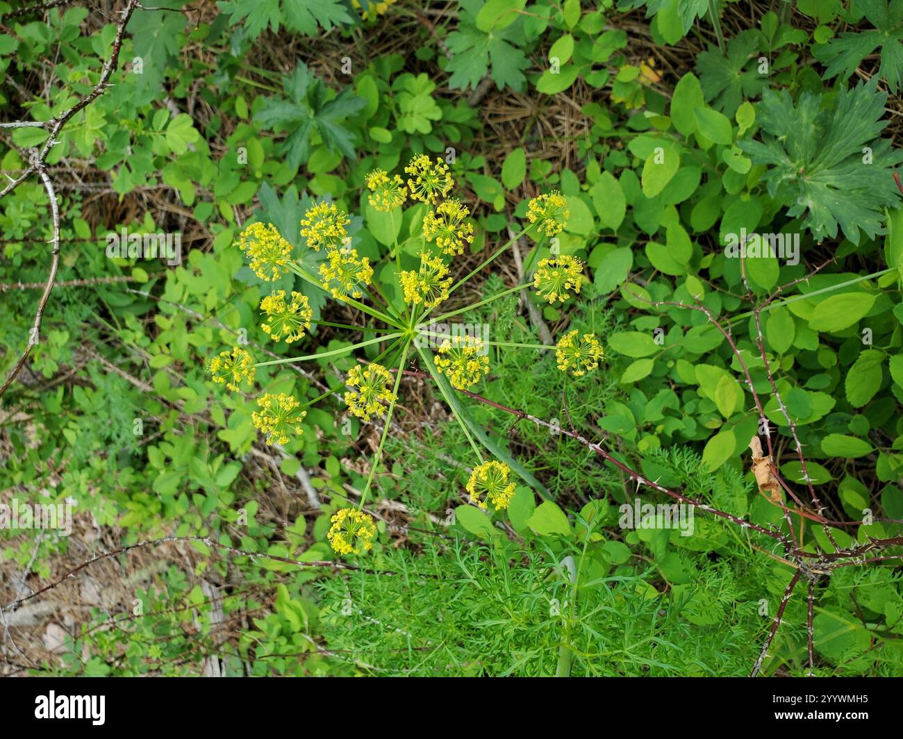 Carrotleaf Biscuitroot (Lomatium multifidum Stock Photo - Alamy