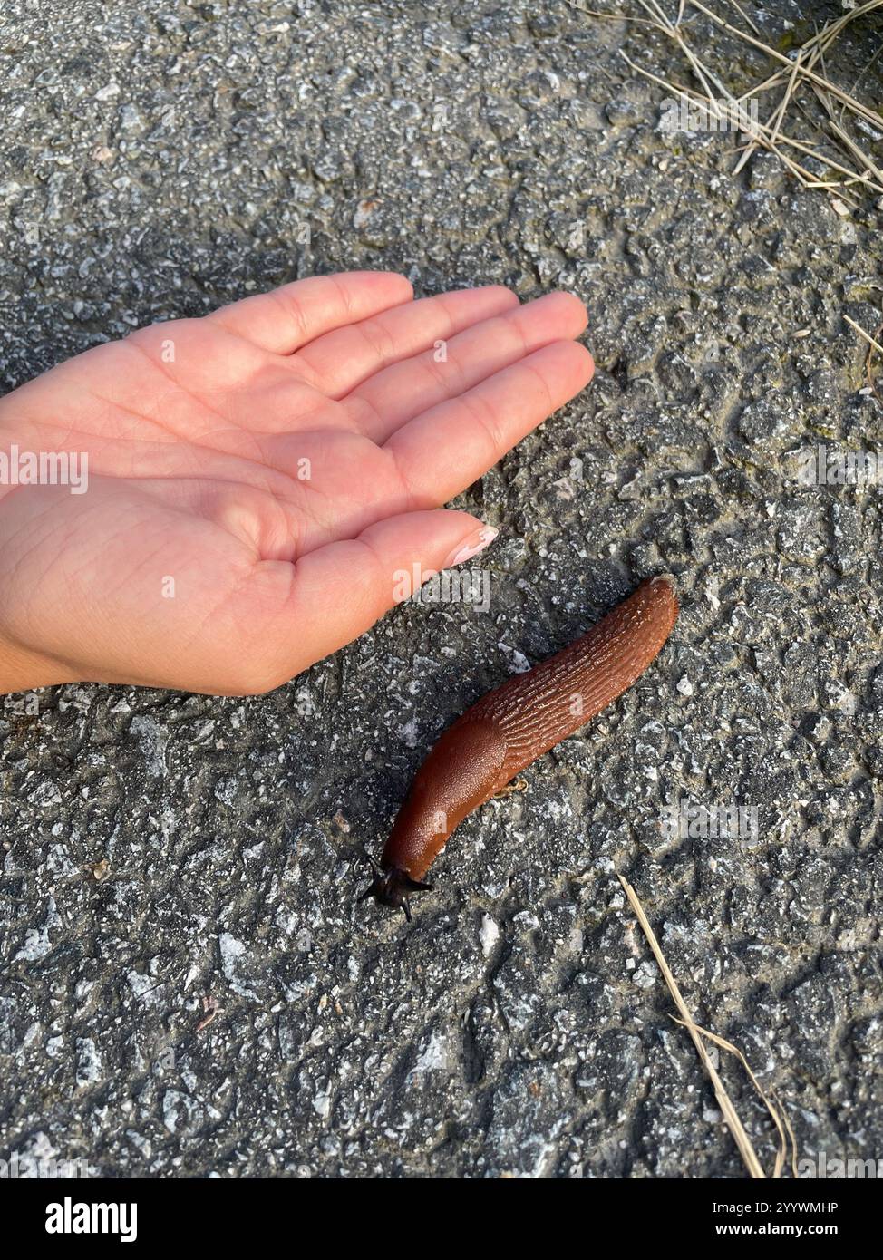 Spanish Slug (Arion vulgaris Stock Photo - Alamy