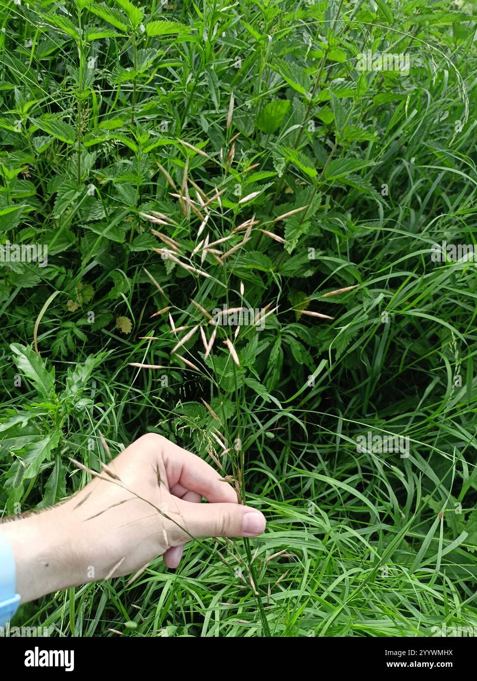 Smooth Brome (Bromus inermis Stock Photo - Alamy