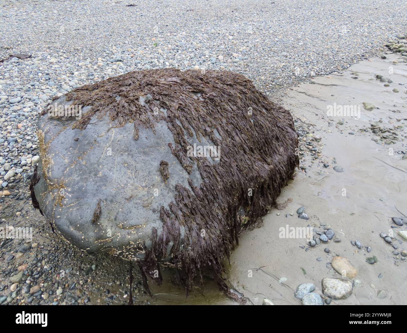 Pyropia hi-res stock photography and images - Alamy