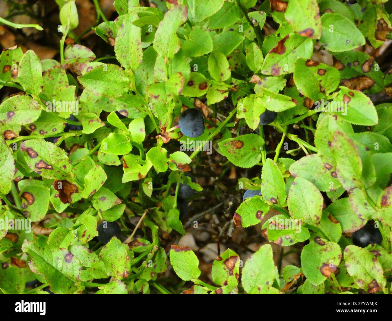 common bilberry (Vaccinium myrtillus Stock Photo - Alamy
