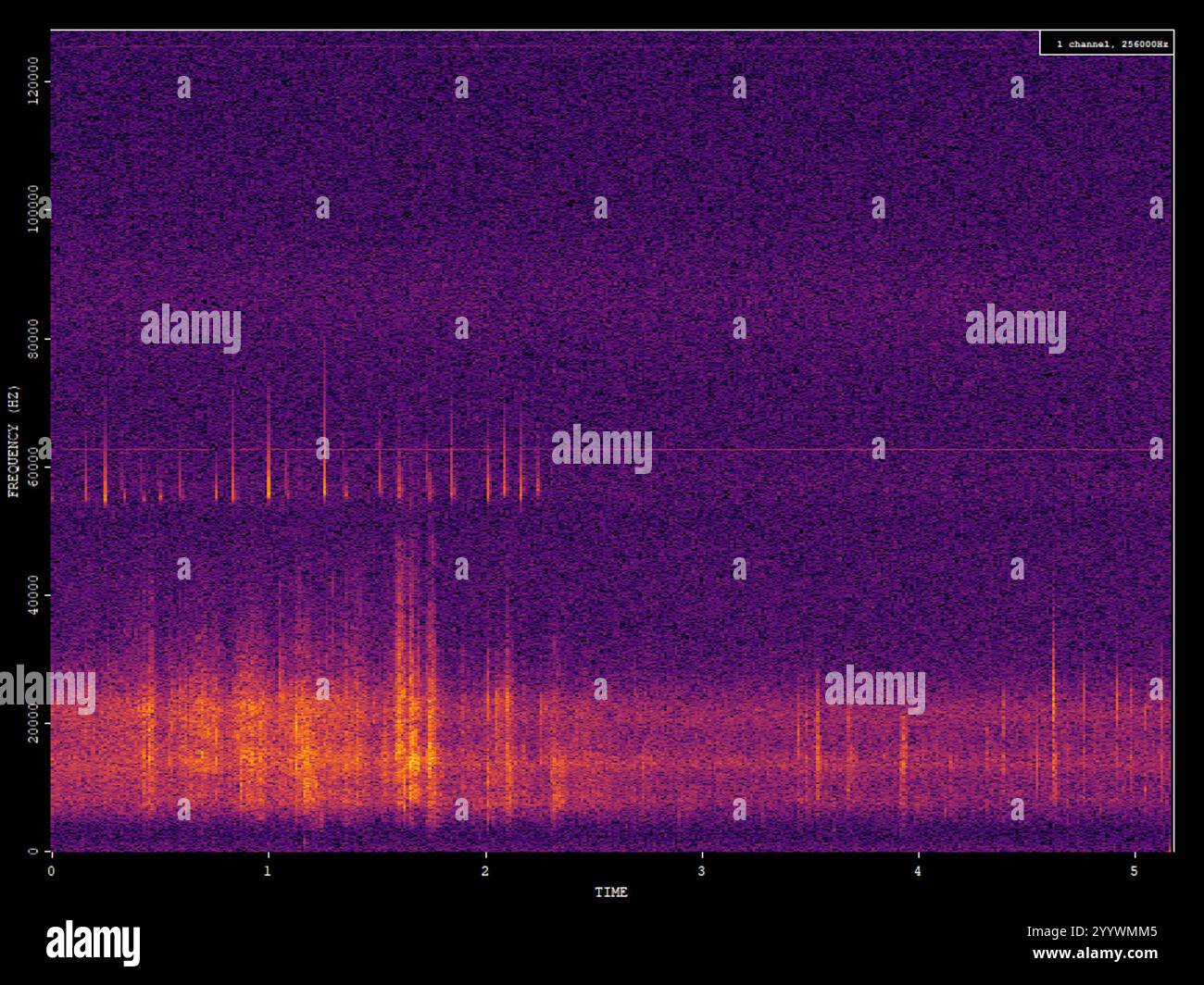 Pygmy Pipistrelle (Pipistrellus pygmaeus Stock Photo - Alamy