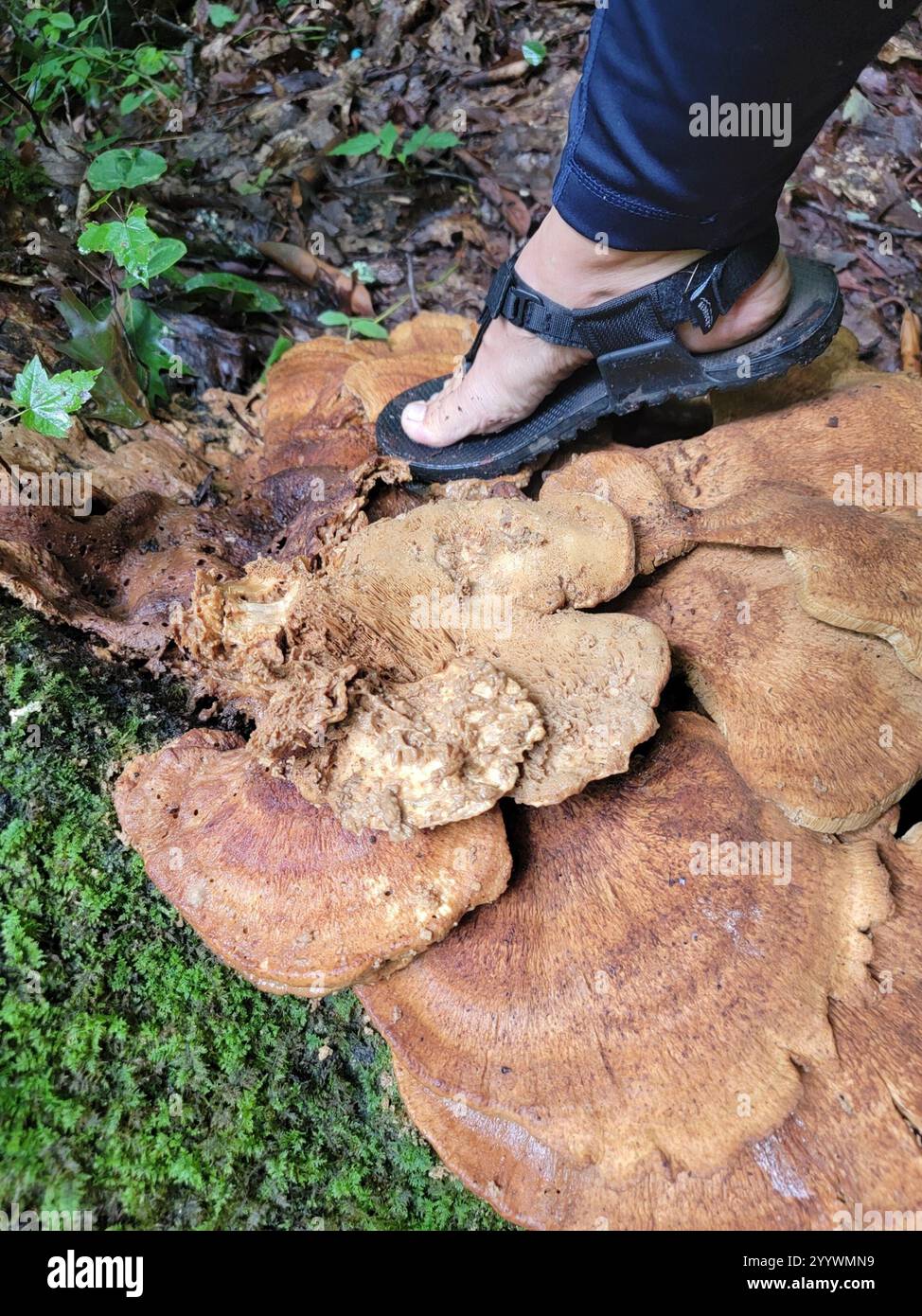 Berkeleyi hi-res stock photography and images - Alamy