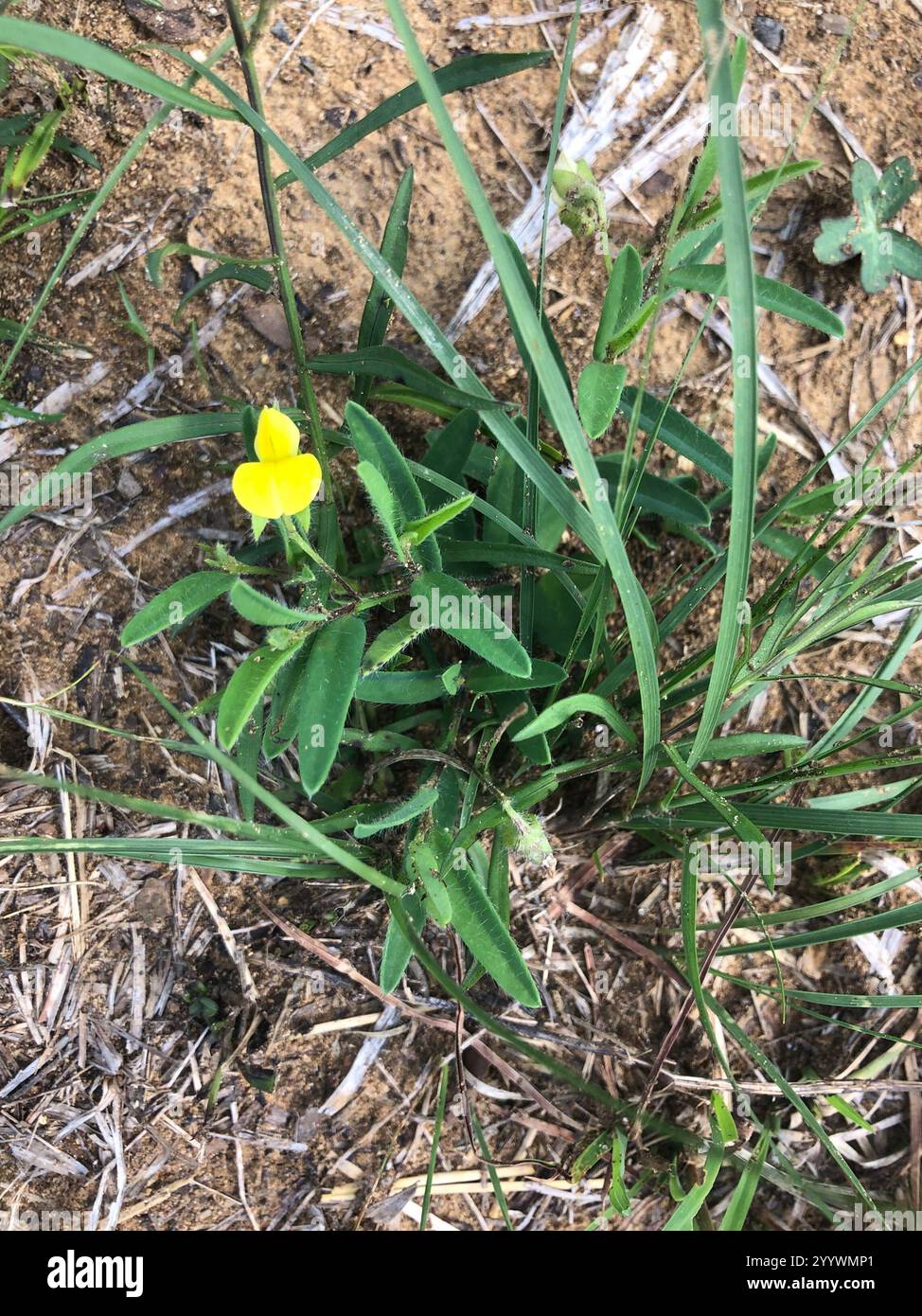 arrowhead rattlebox (Crotalaria sagittalis Stock Photo - Alamy