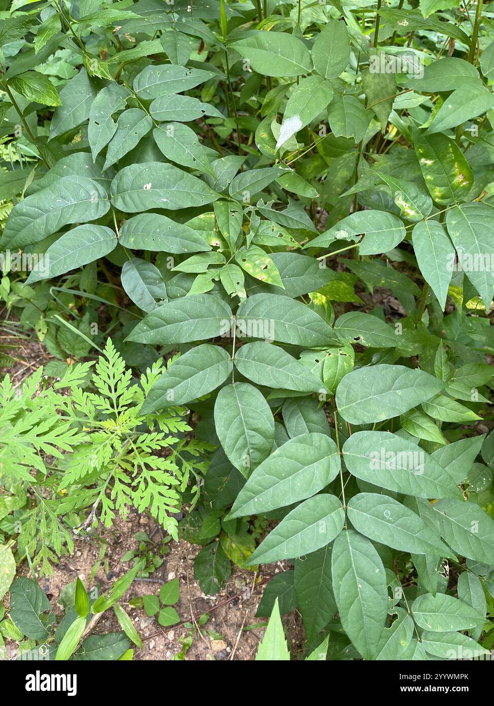 American groundnut (Apios americana Stock Photo - Alamy
