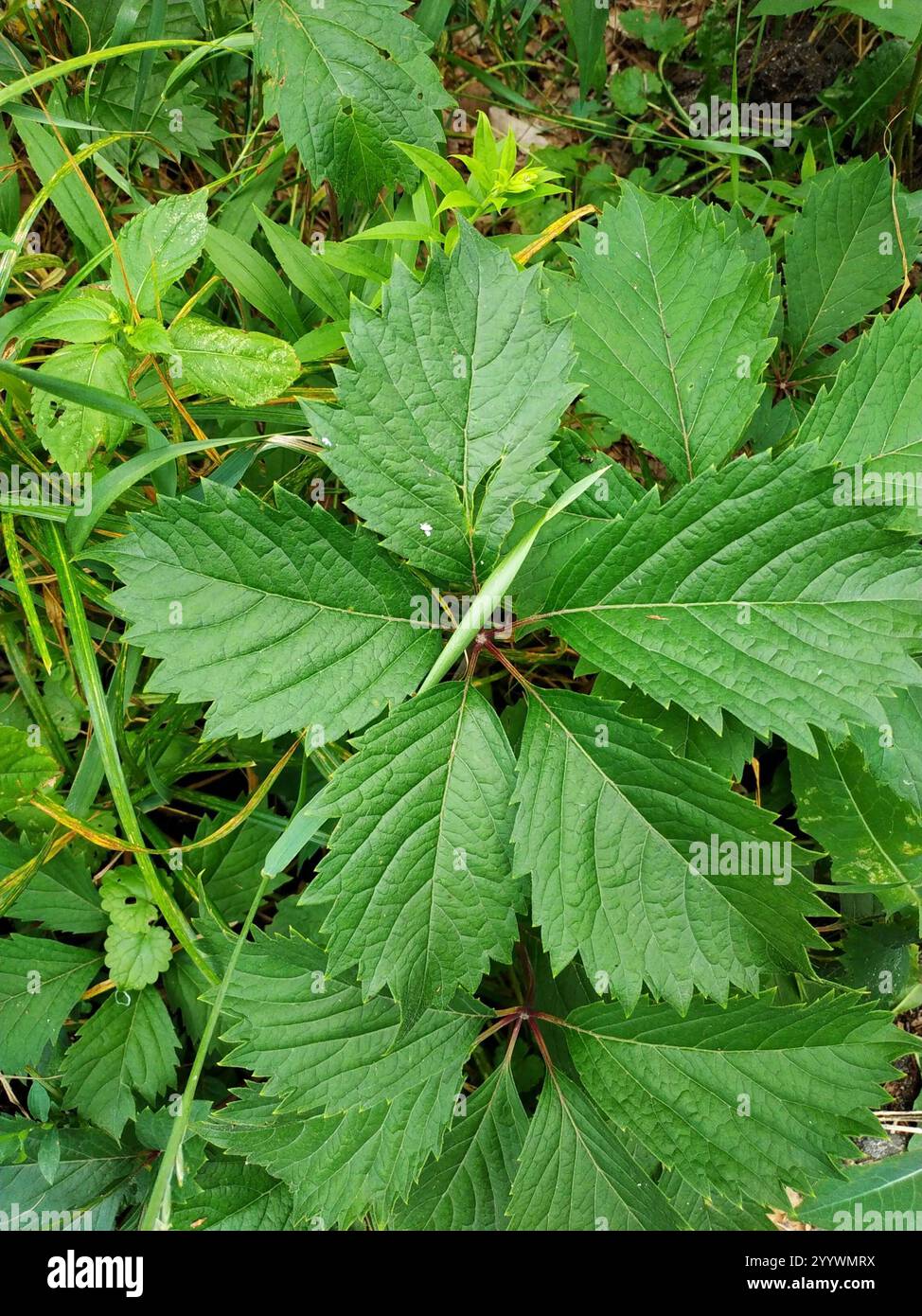 thicket creeper (Parthenocissus inserta Stock Photo - Alamy