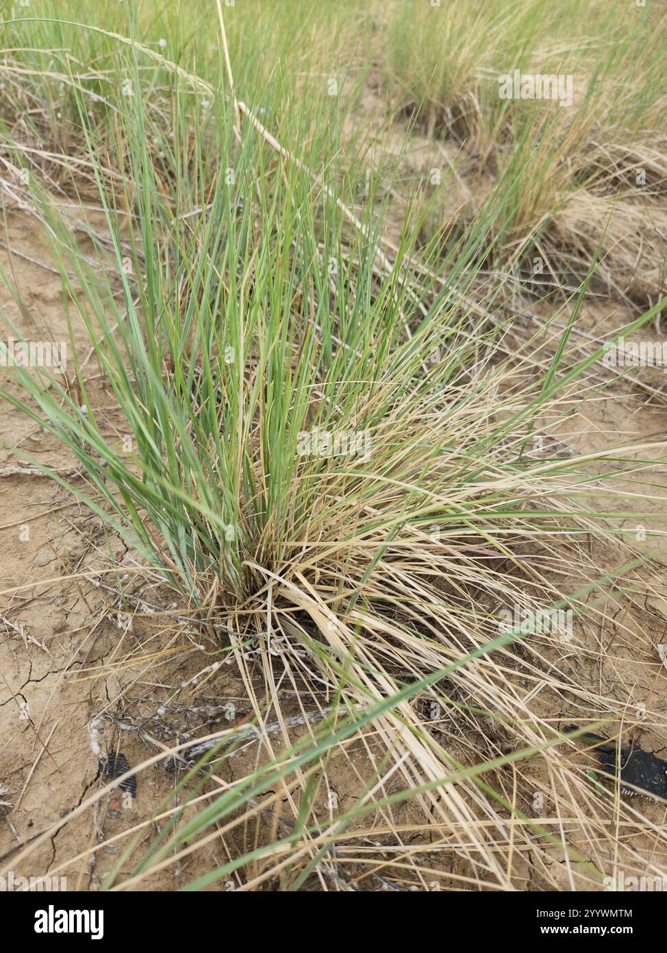 Western Wheatgrass (Elymus smithii Stock Photo - Alamy