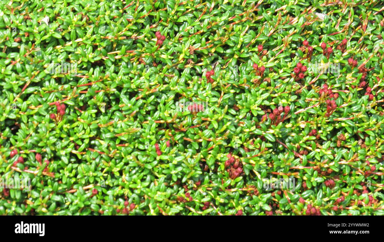 alpine azalea (Kalmia procumbens Stock Photo - Alamy